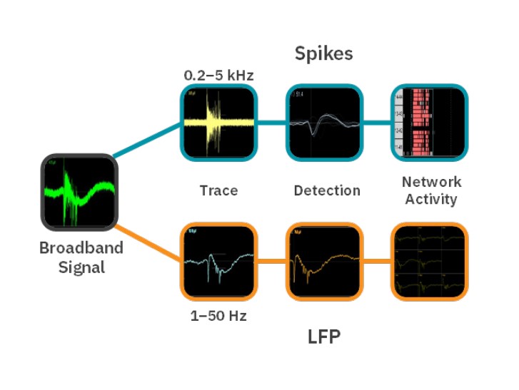 Characterization of functional neuronal activity in vitro with local field potential signals ...
